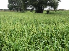 turnerseed: Spring Food Plots