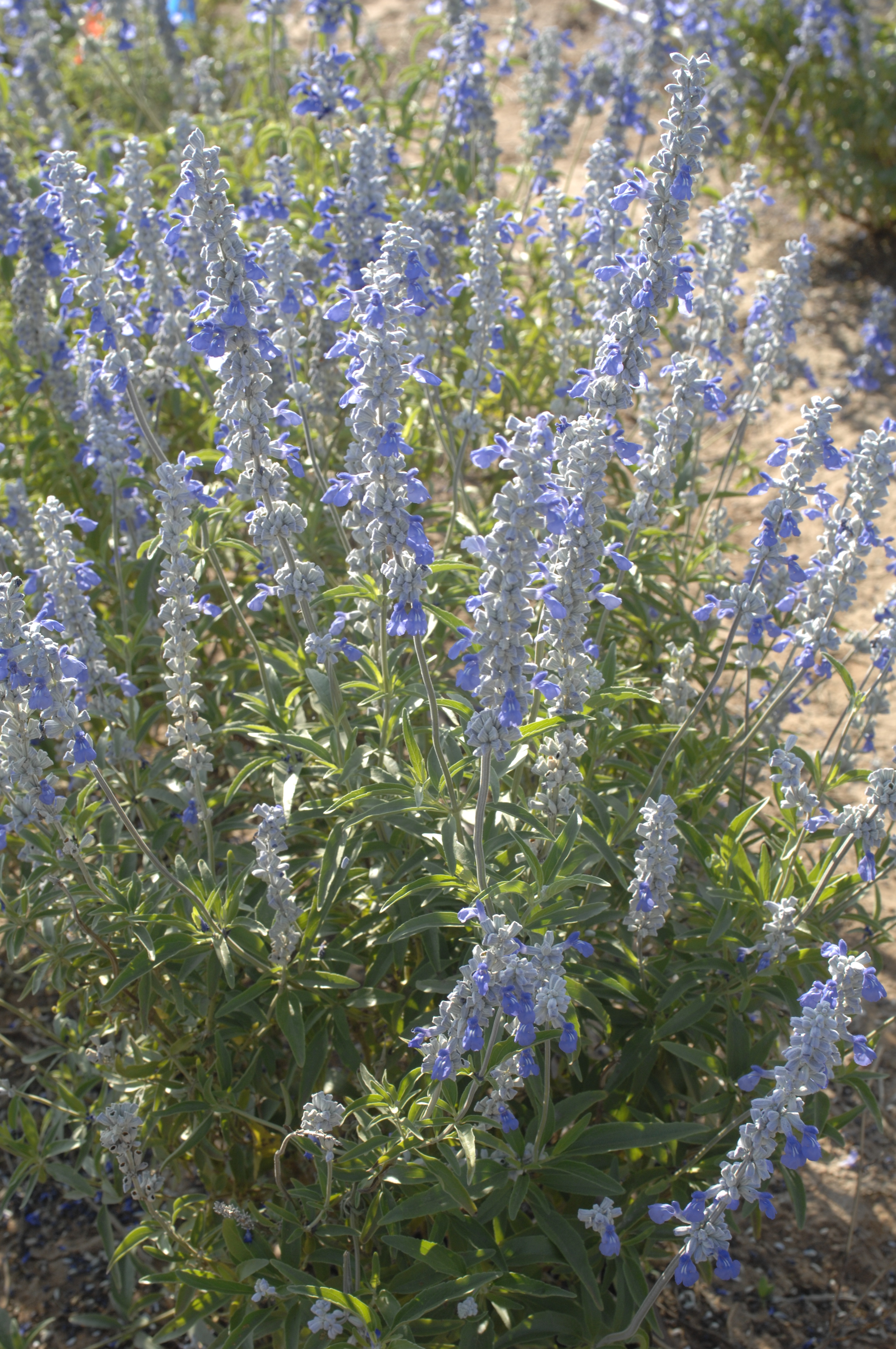 Native Blue Salvia