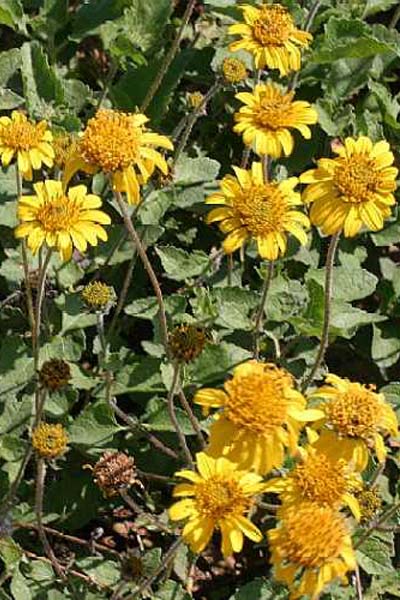 turnerseed: Awnless Bushsunflower - Plateau