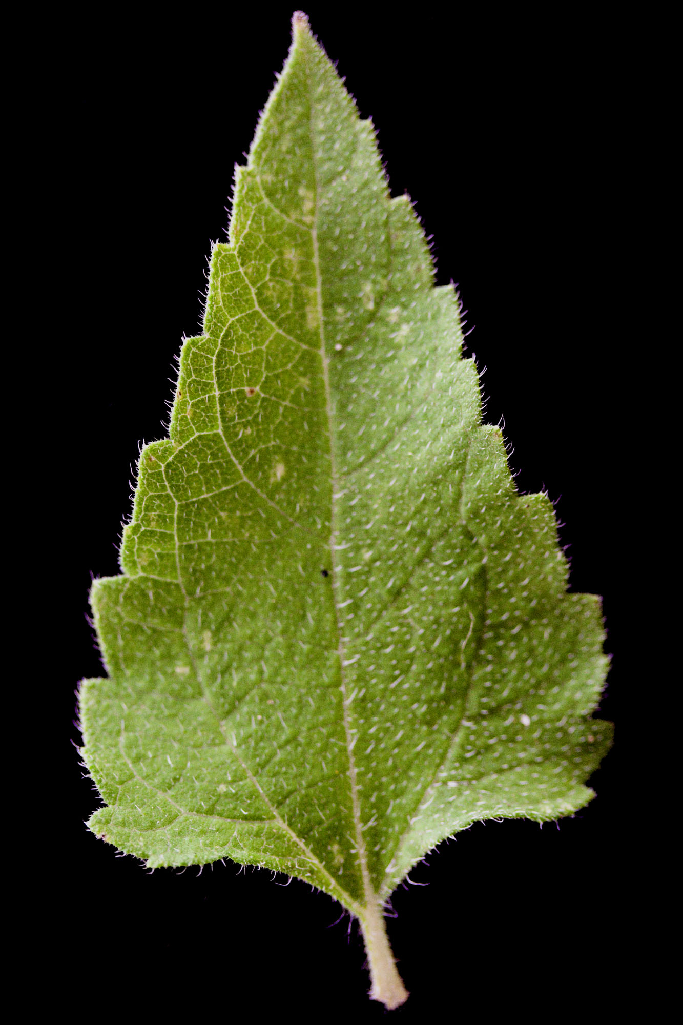turnerseed: Awnless Bushsunflower - Plateau