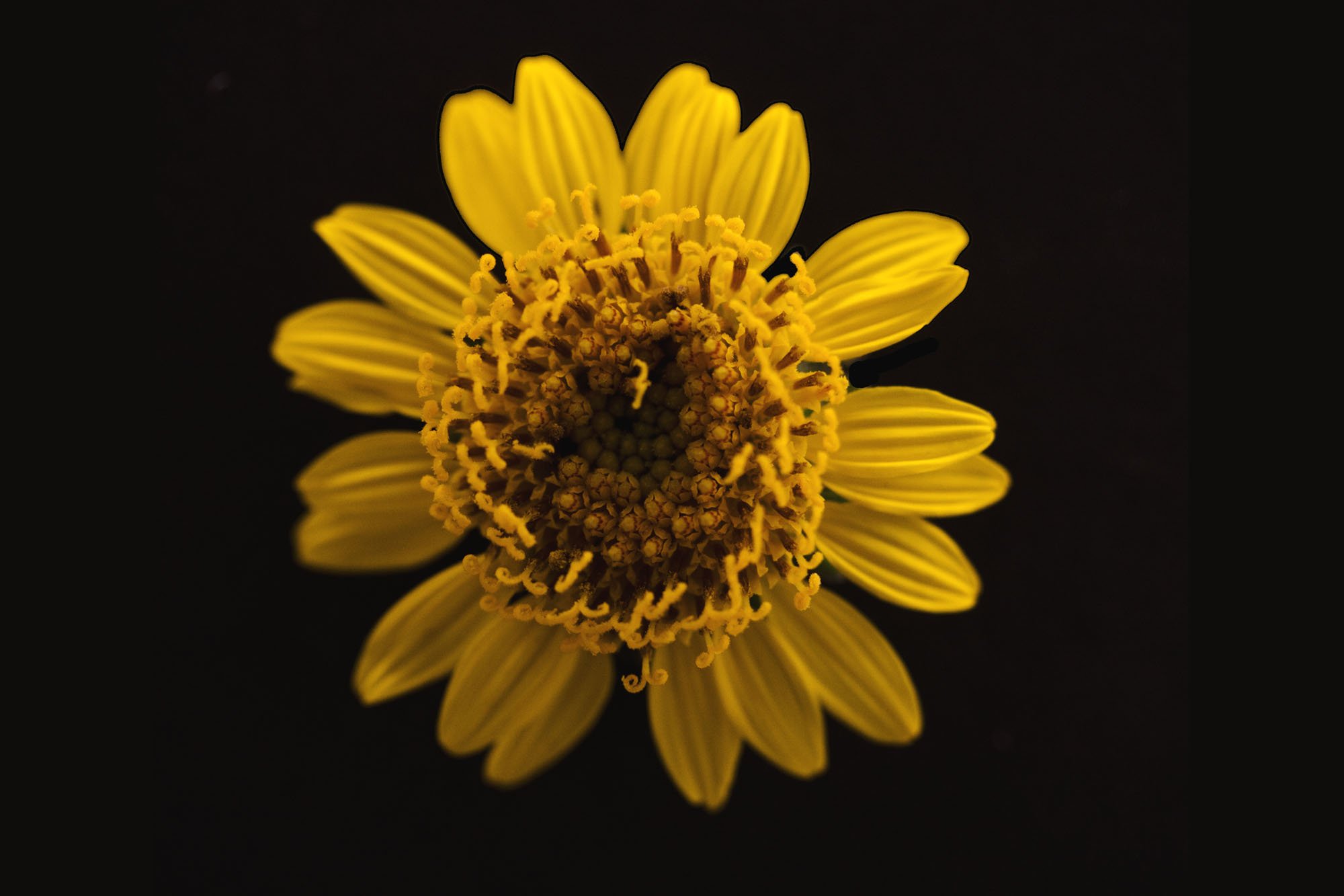 turnerseed: Awnless Bushsunflower - Plateau