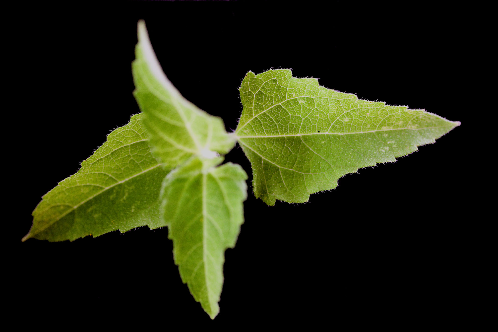 turnerseed: Awnless Bushsunflower - Plateau