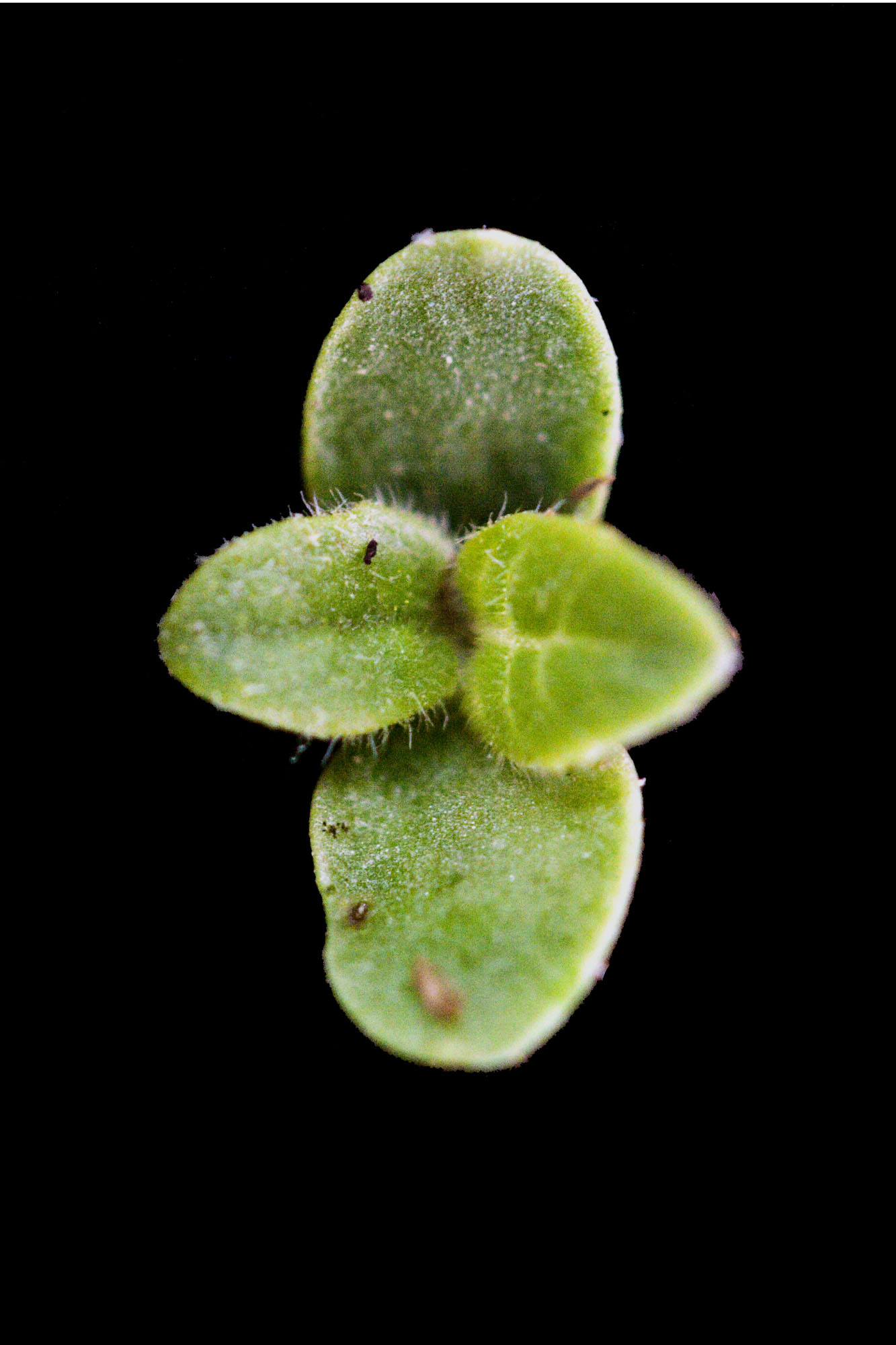 turnerseed: Awnless Bushsunflower - Plateau