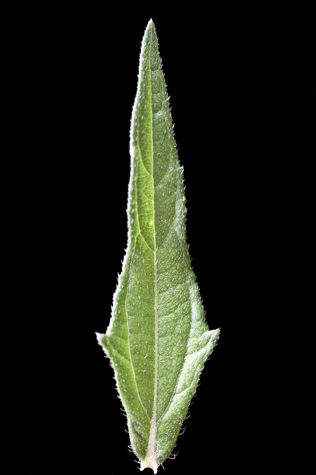 turnerseed: Awnless Bushsunflower - Plateau