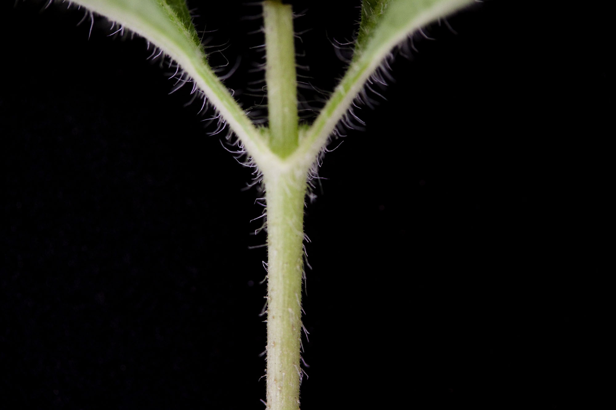 turnerseed: Awnless Bushsunflower - Plateau
