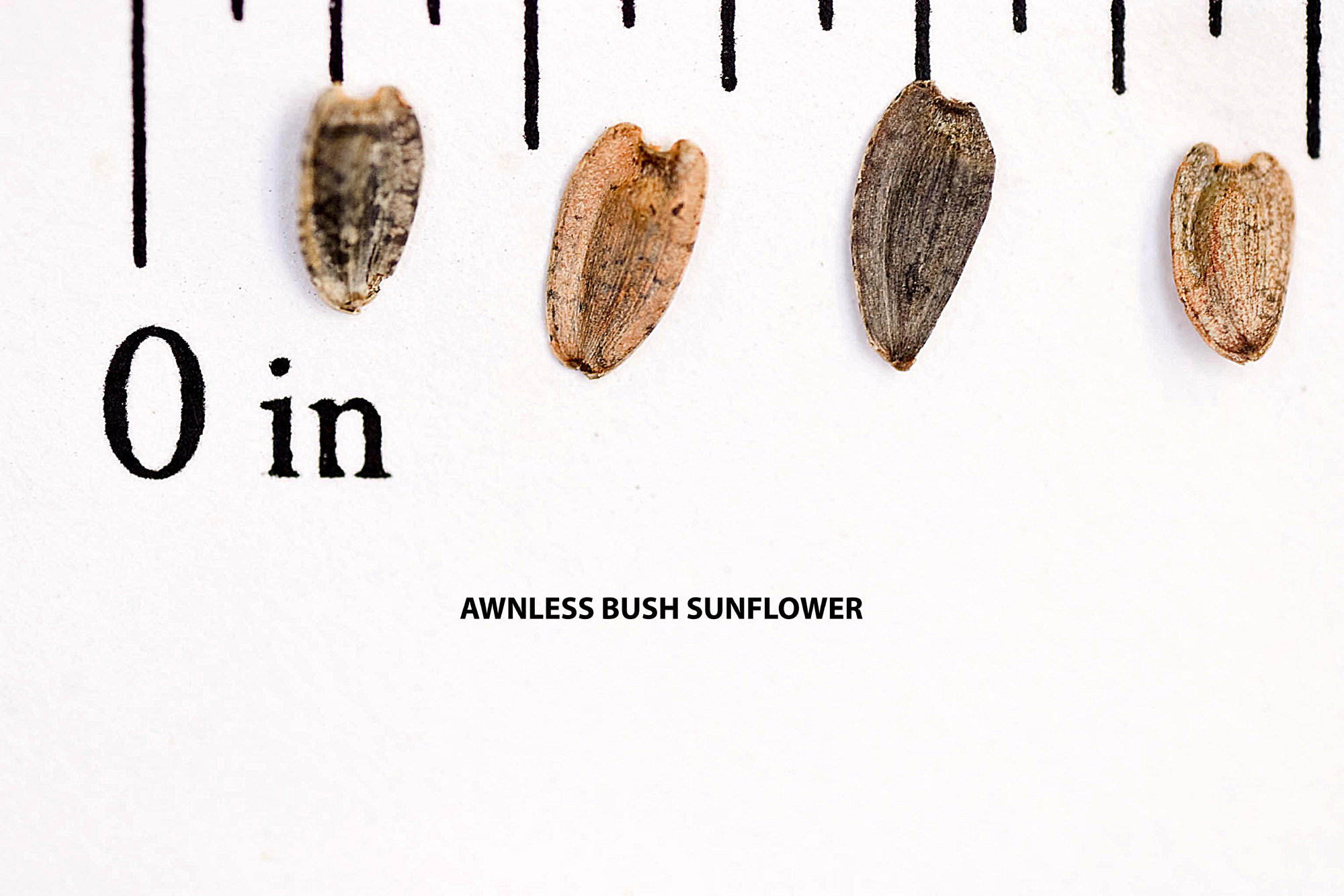 turnerseed: Awnless Bushsunflower - Plateau