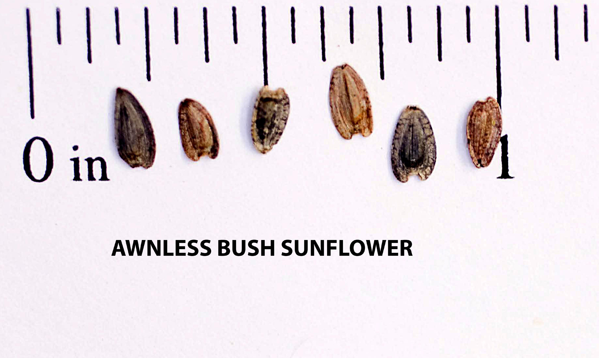 turnerseed: Awnless Bushsunflower - Plateau