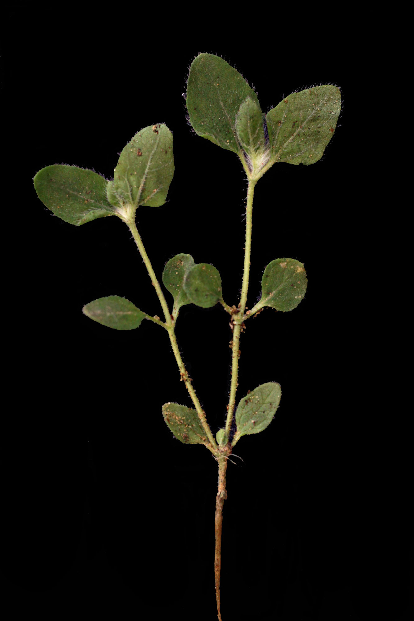 turnerseed: Awnless Bushsunflower - Plateau