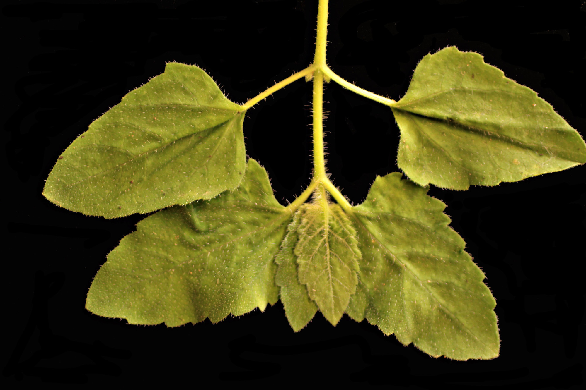 turnerseed: Awnless Bushsunflower - Plateau