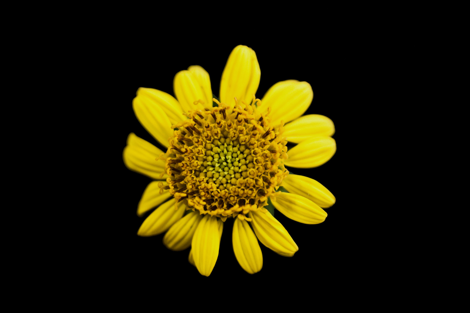 turnerseed: Awnless Bushsunflower - Plateau
