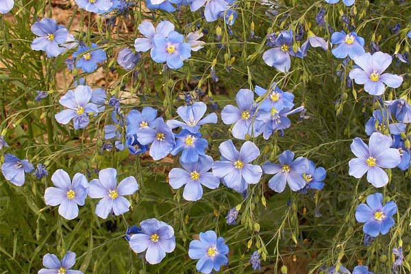 turnerseed: Blue Flax - VNS