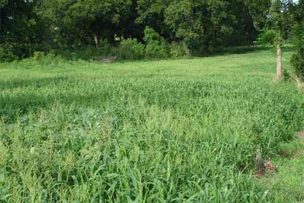 turnerseed: Browntop Millet - VNS