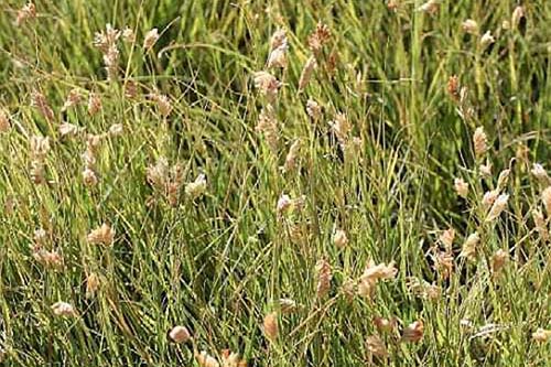 Turnerseed Buffalograss Texoka
