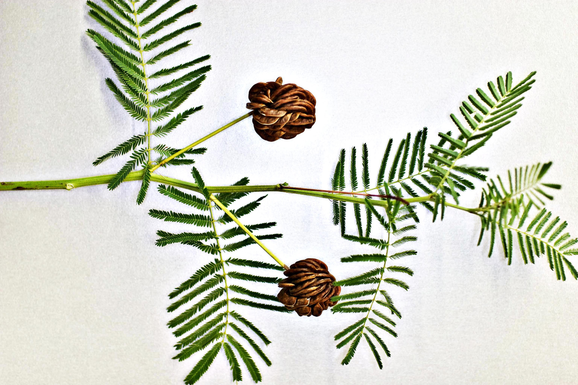 turnerseed: Illinois Bundleflower - Native