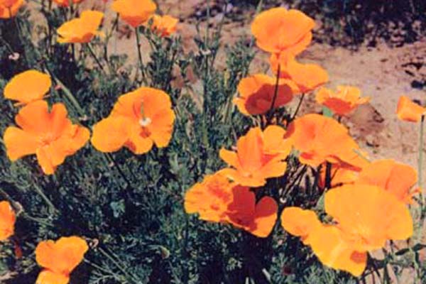 turnerseed: California Poppy - VNS