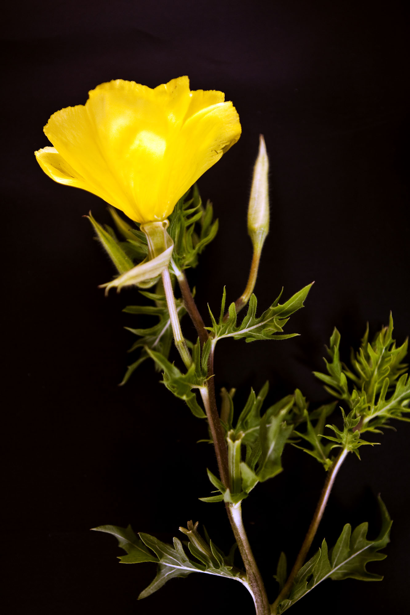 turnerseed: Cutleaf Evening Primrose - Native