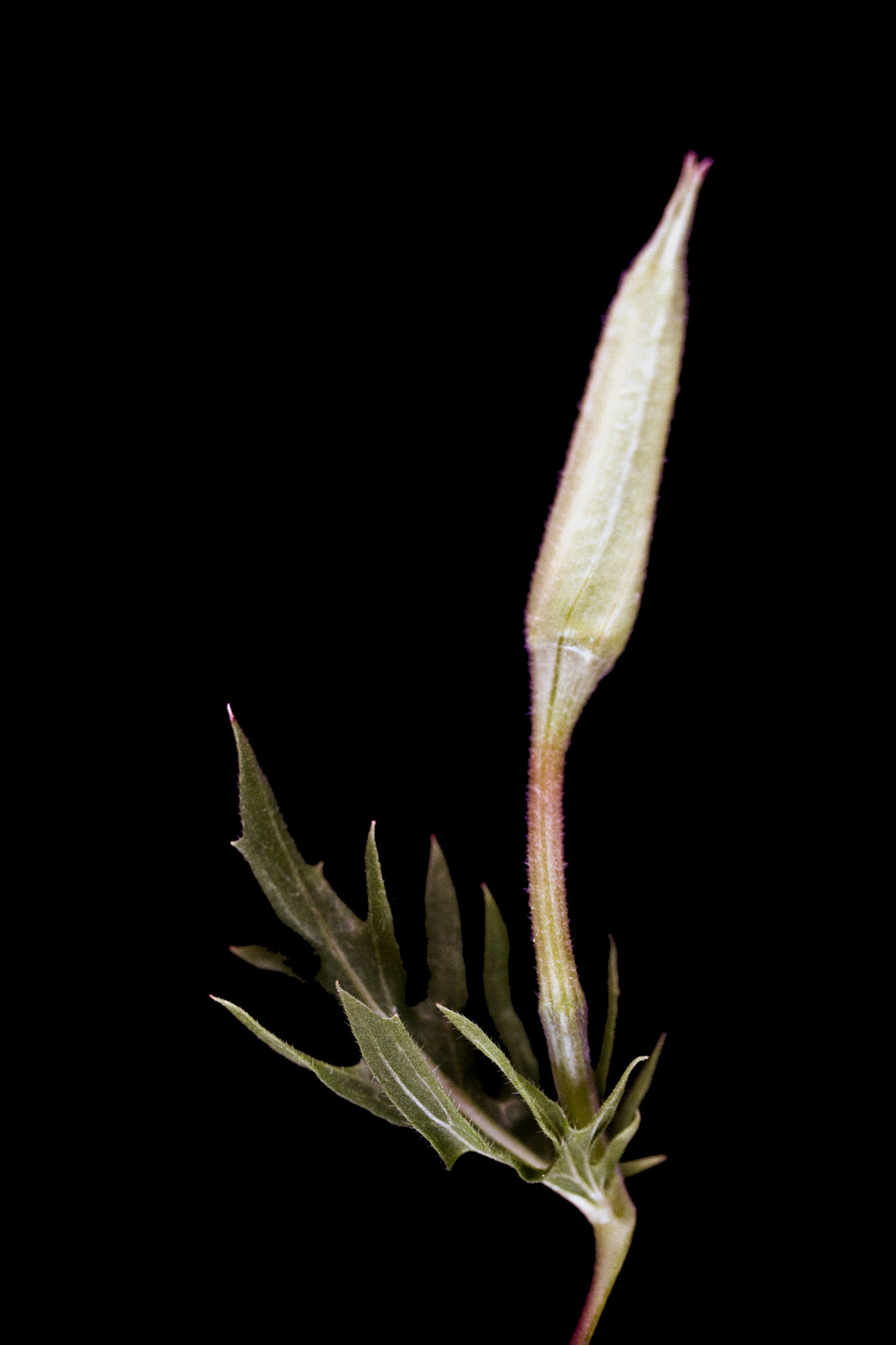 turnerseed: Cutleaf Evening Primrose - Native