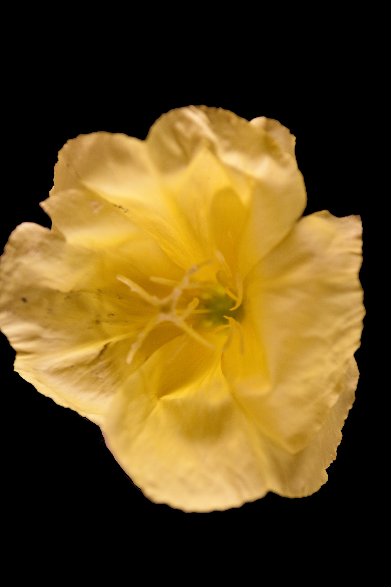 turnerseed: Cutleaf Evening Primrose - Native
