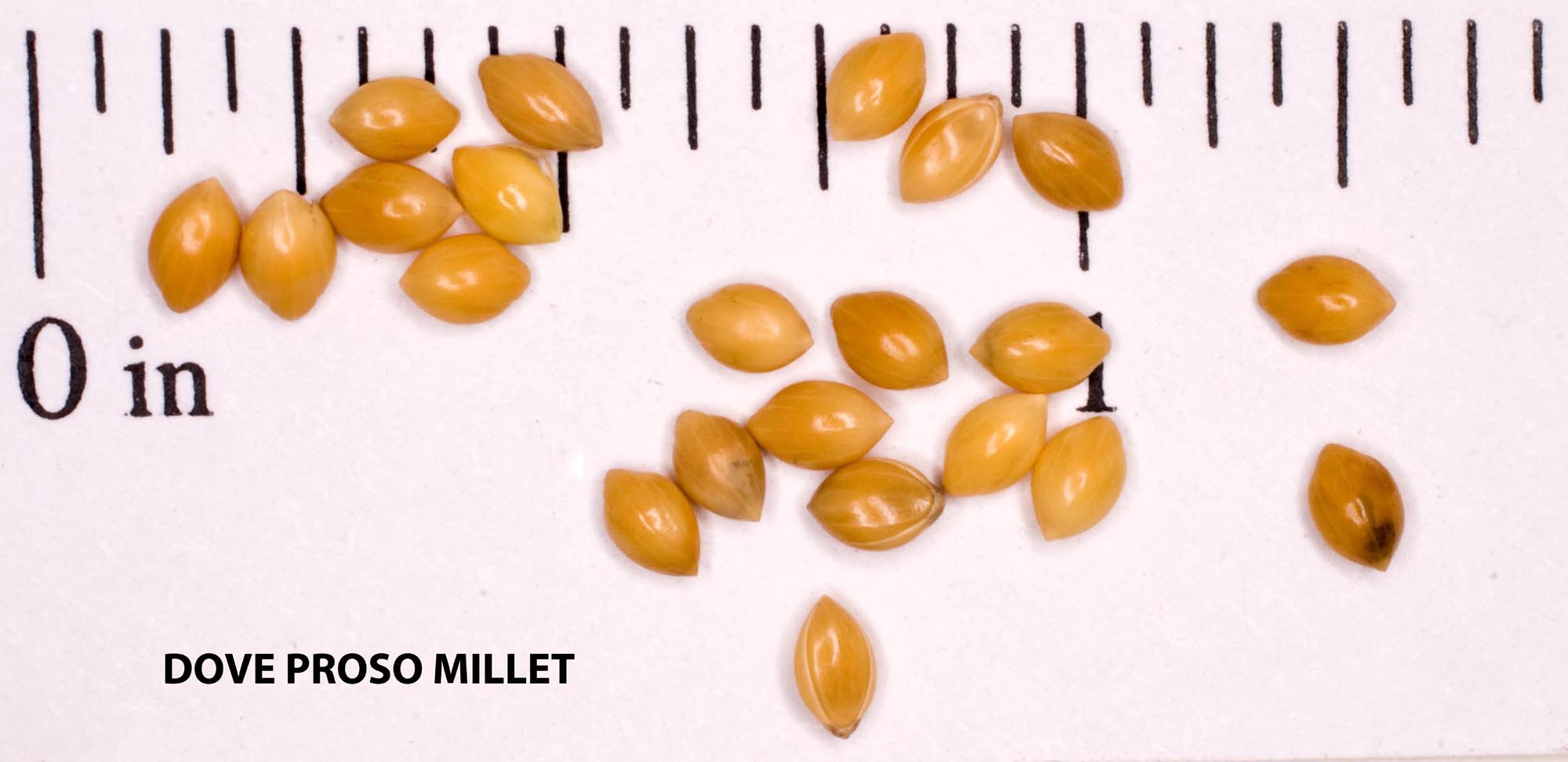 turnerseed: Proso Millet - Dove