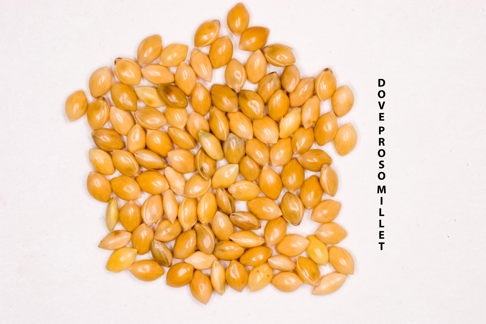 turnerseed: Proso Millet - Dove