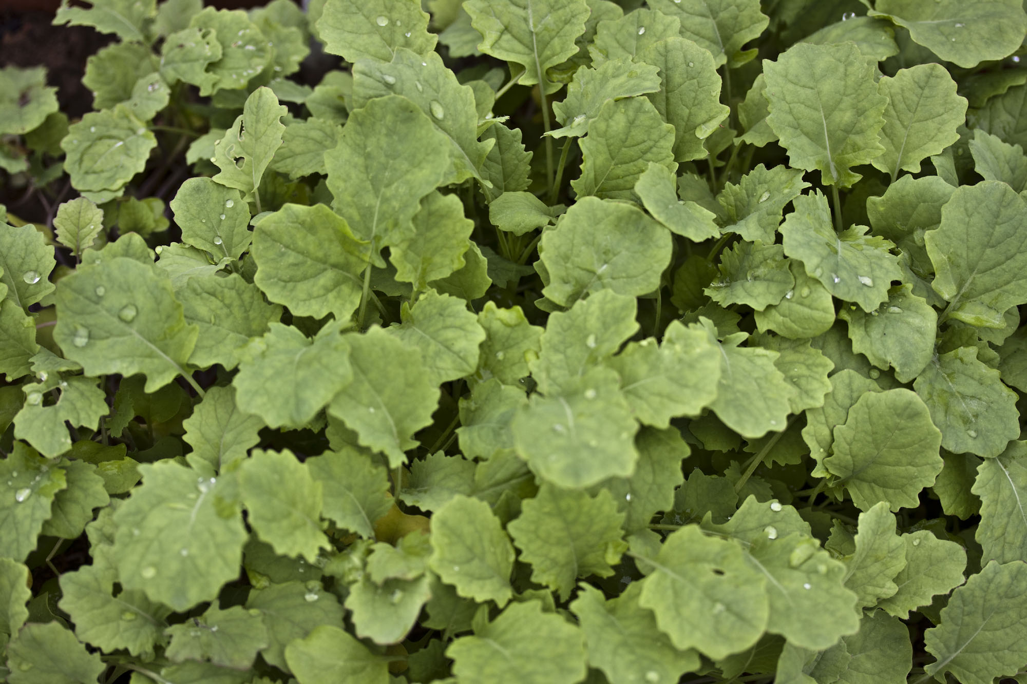 turnerseed: Winter Rape - VNS