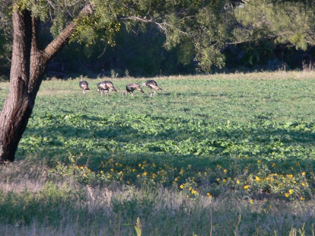 turnerseed: Spring Quail & Turkey Mix