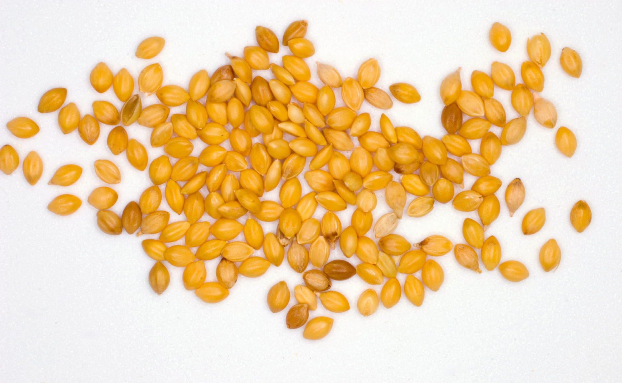 Foxtail Millet Seed
