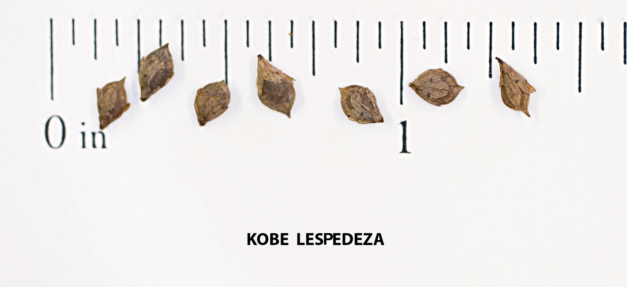 turnerseed: Striate Lespedeza - Kobe