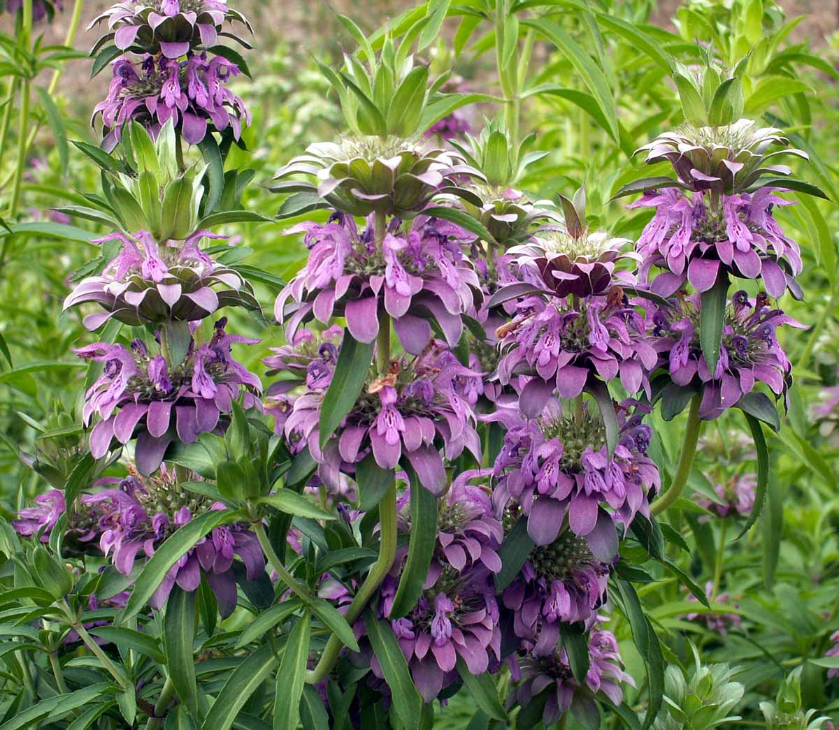 turnerseed: Lemon Mint - Native