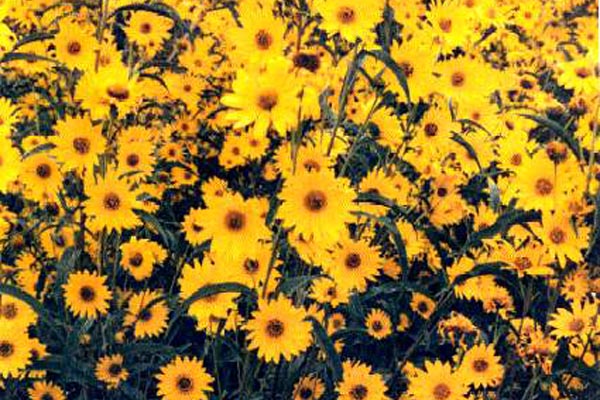 turnerseed: Maximilian Sunflower - Aztec