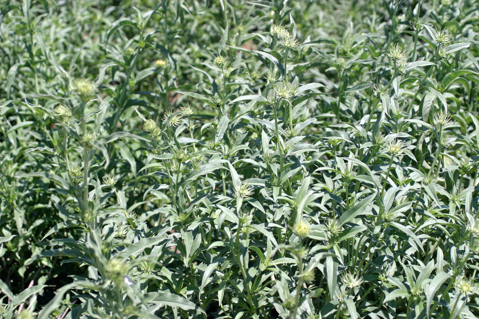 turnerseed: Maximilian Sunflower - Aztec