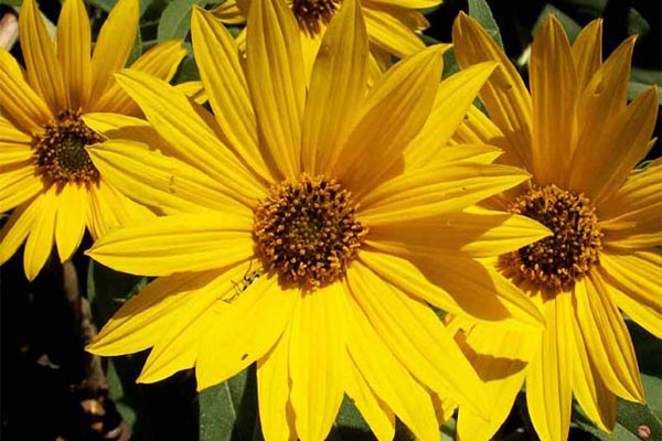 turnerseed: Maximilian Sunflower - Aztec
