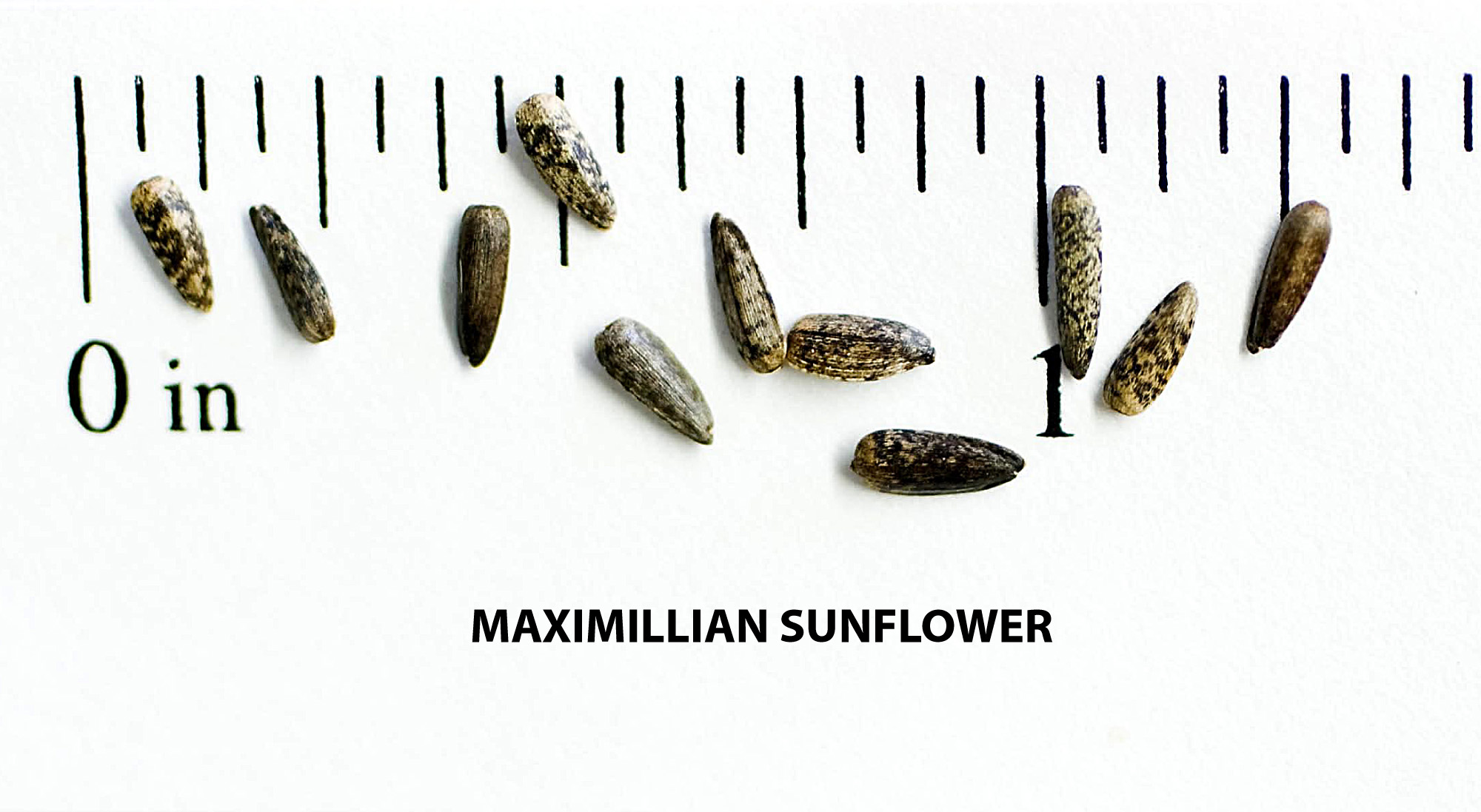 turnerseed: Maximilian Sunflower - Aztec