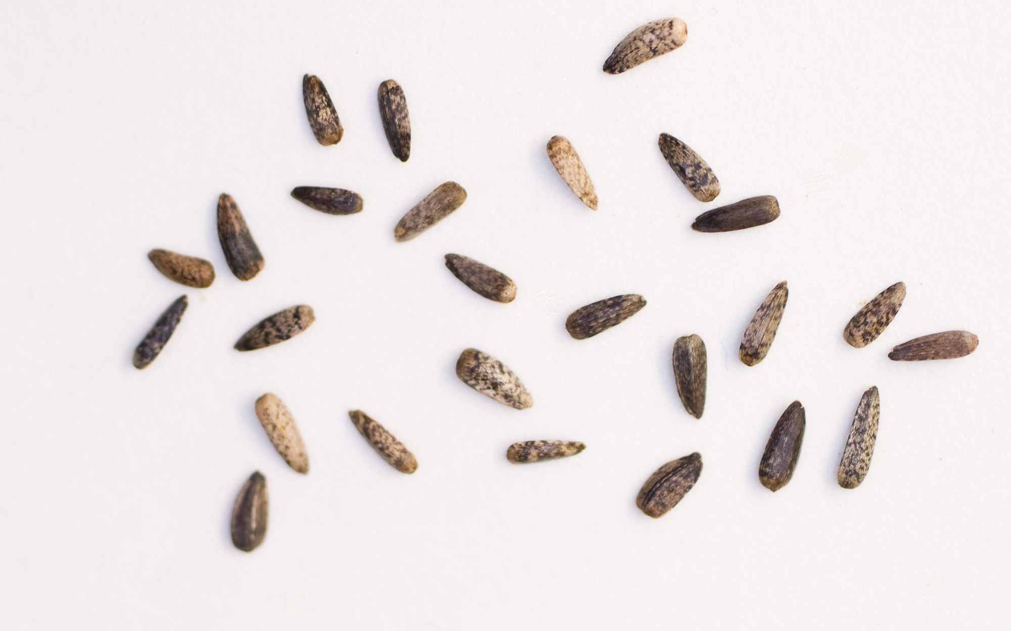 turnerseed: Maximilian Sunflower - Aztec