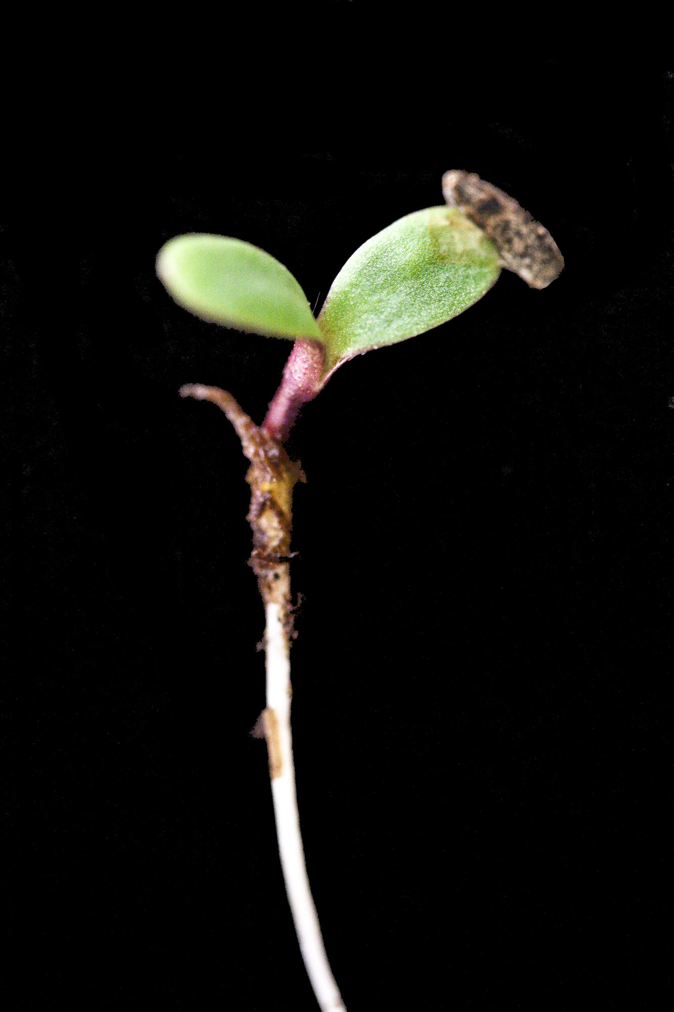 turnerseed: Maximilian Sunflower - Aztec