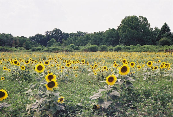 Dove Food Plots 2023 Food Plot Seed Review By Bowsite.com