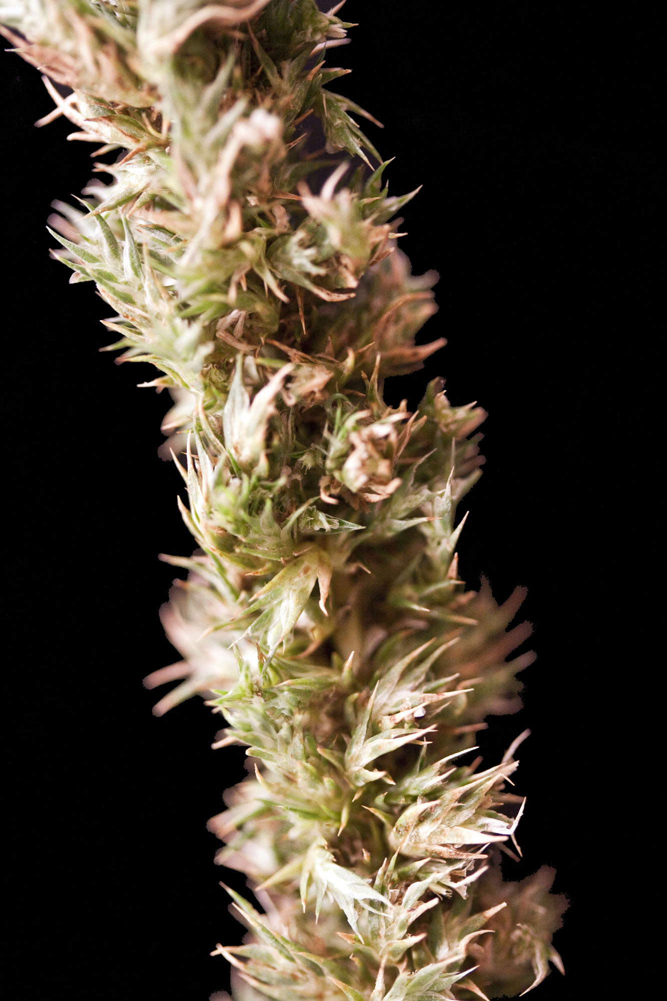 turnerseed: Redroot Pigweed - Native