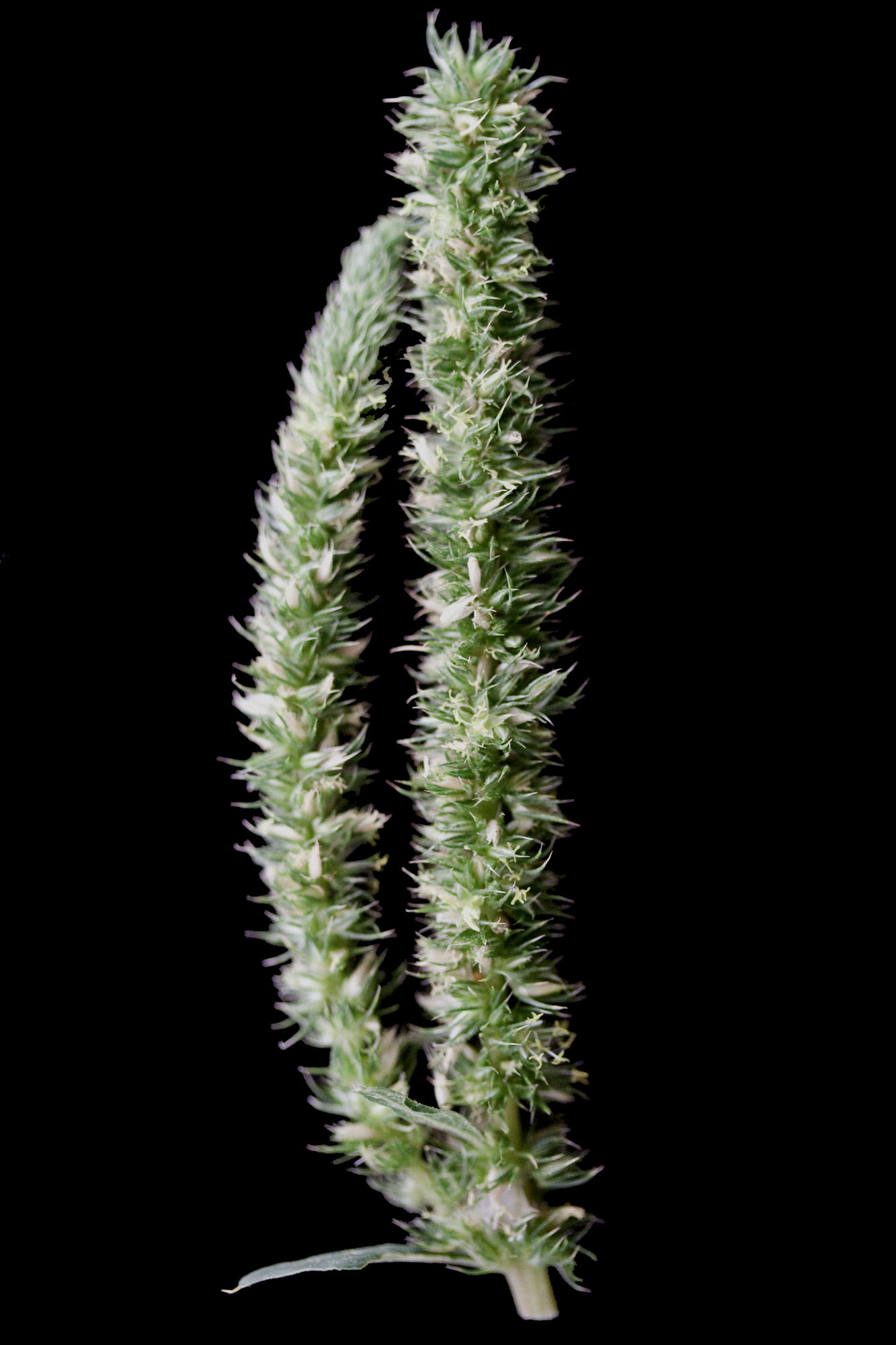 turnerseed: Redroot Pigweed - Native