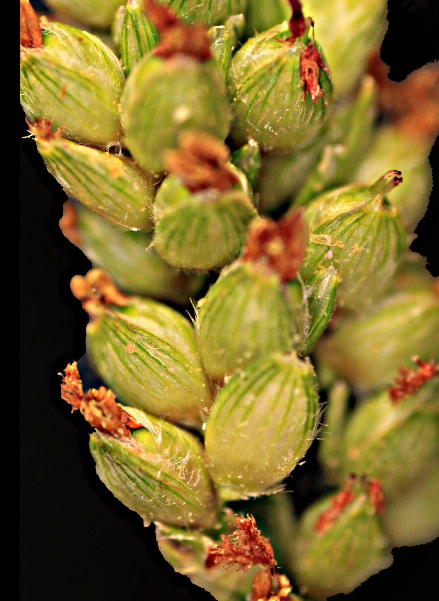 turnerseed: Sorghum - Early Sumac (Red Top)