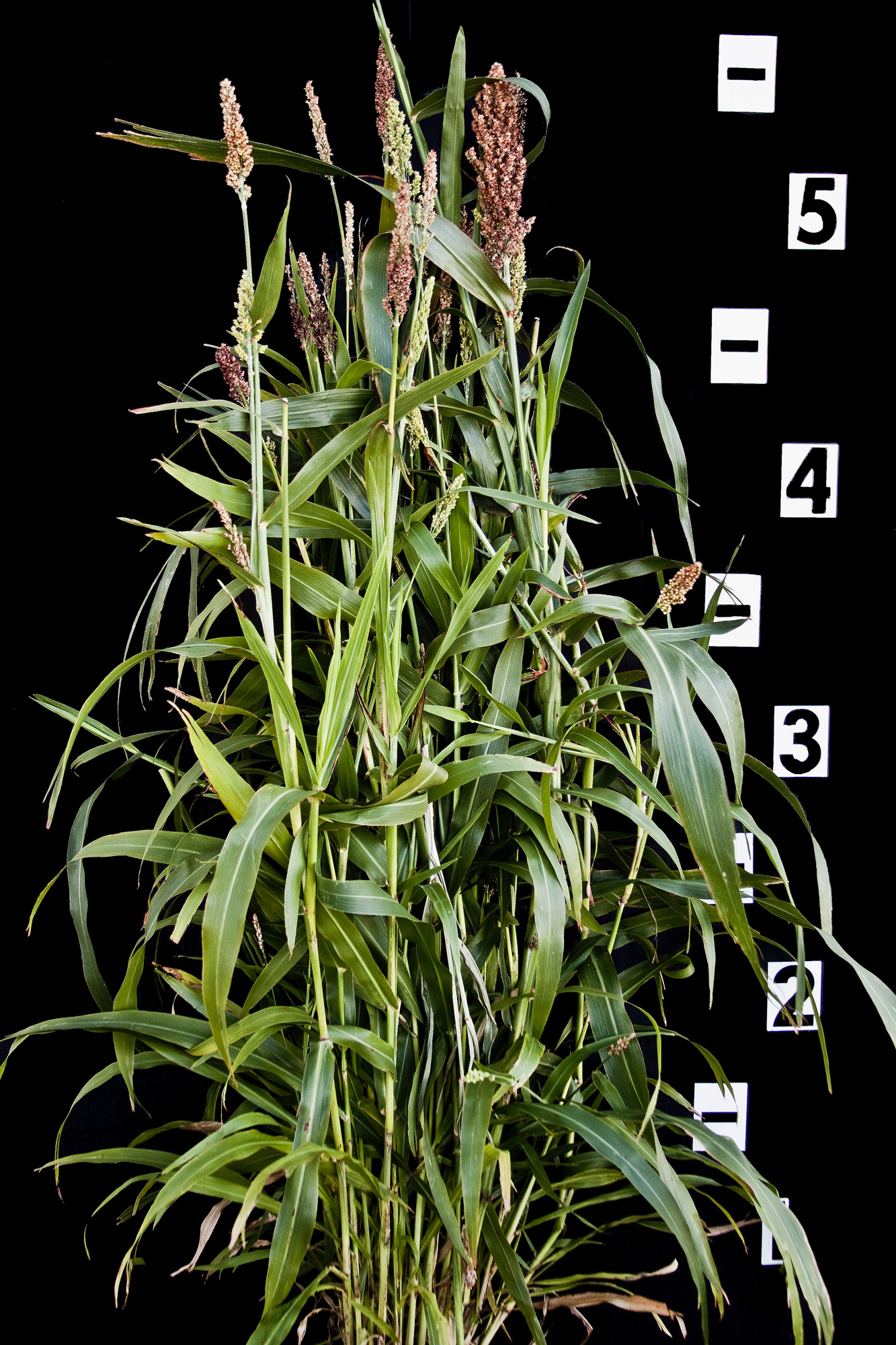 turnerseed: Sorghum - Early Sumac (Red Top)