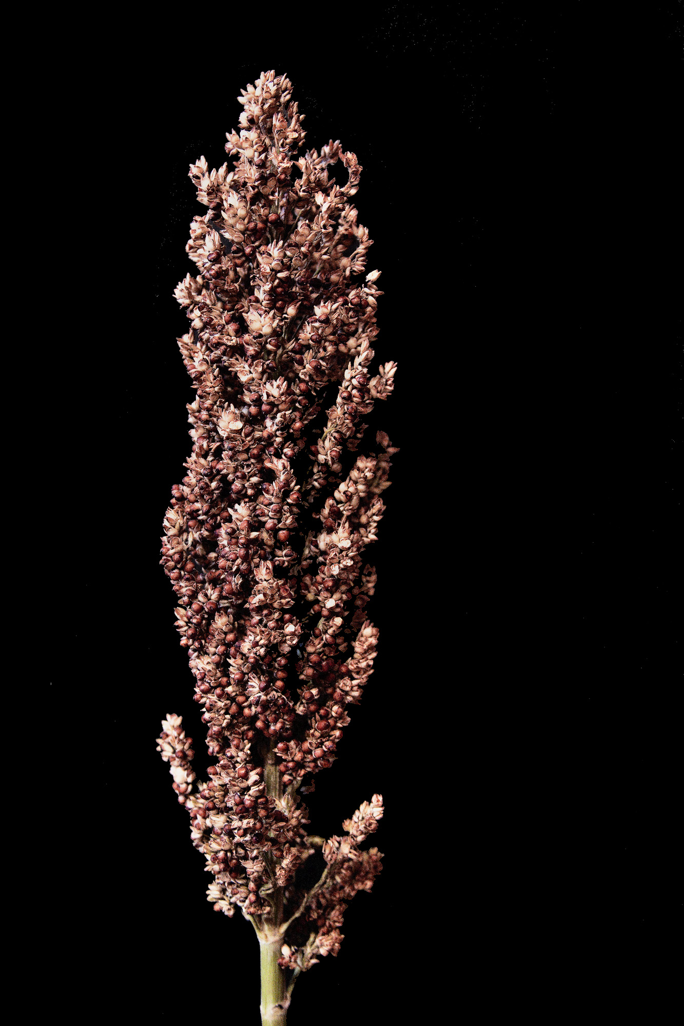 turnerseed: Sorghum - Early Sumac (Red Top)
