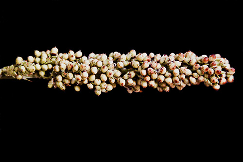 turnerseed: Sorghum - Early Sumac (Red Top)