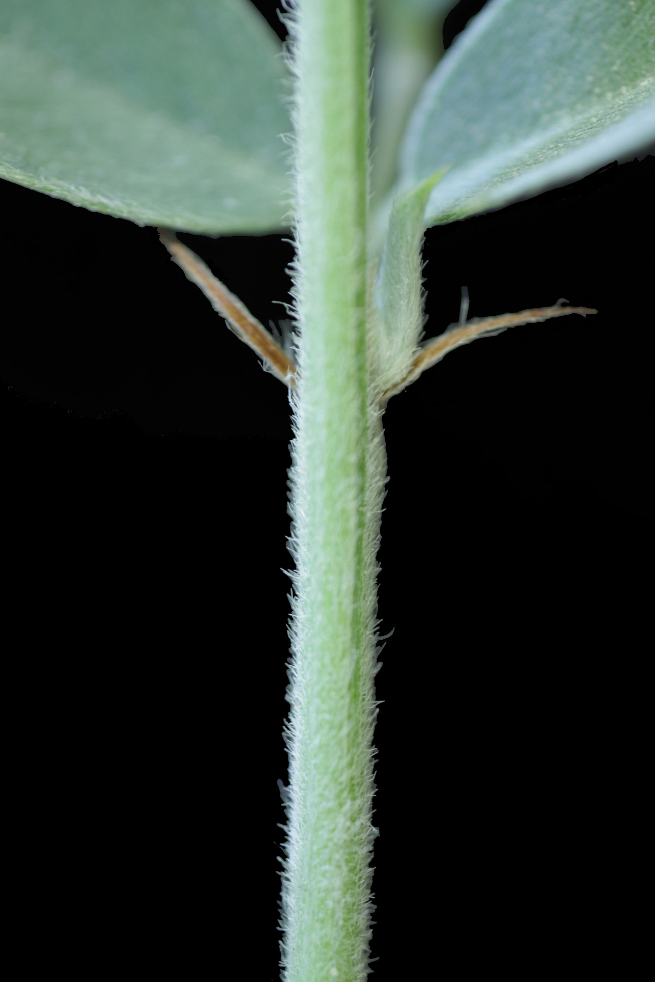 turnerseed: Roundhead Lespedeza - Native