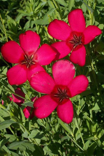 turnerseed: Scarlet Flax - VNS