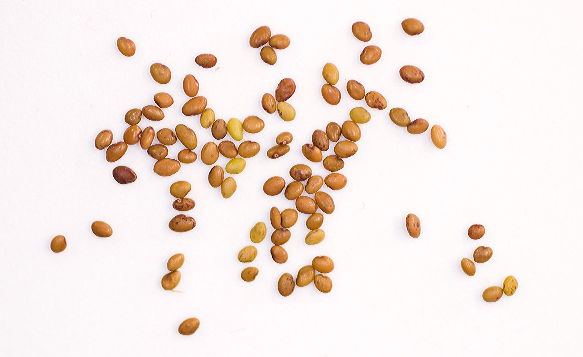 turnerseed: Lespedeza - Sericea