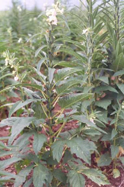 turnerseed: Sesame - S140