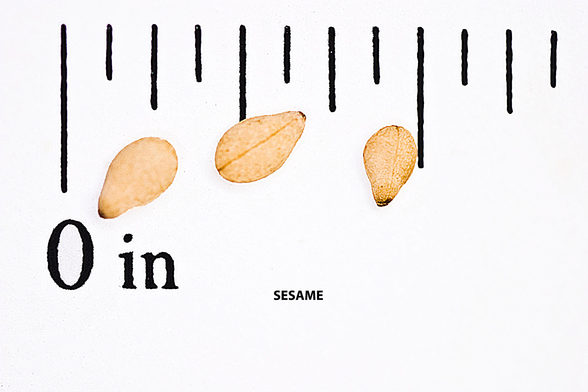 Sesame Seed Size Comparison