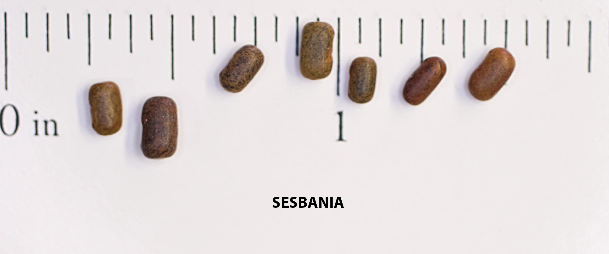 turnerseed: Sesbania - VNS