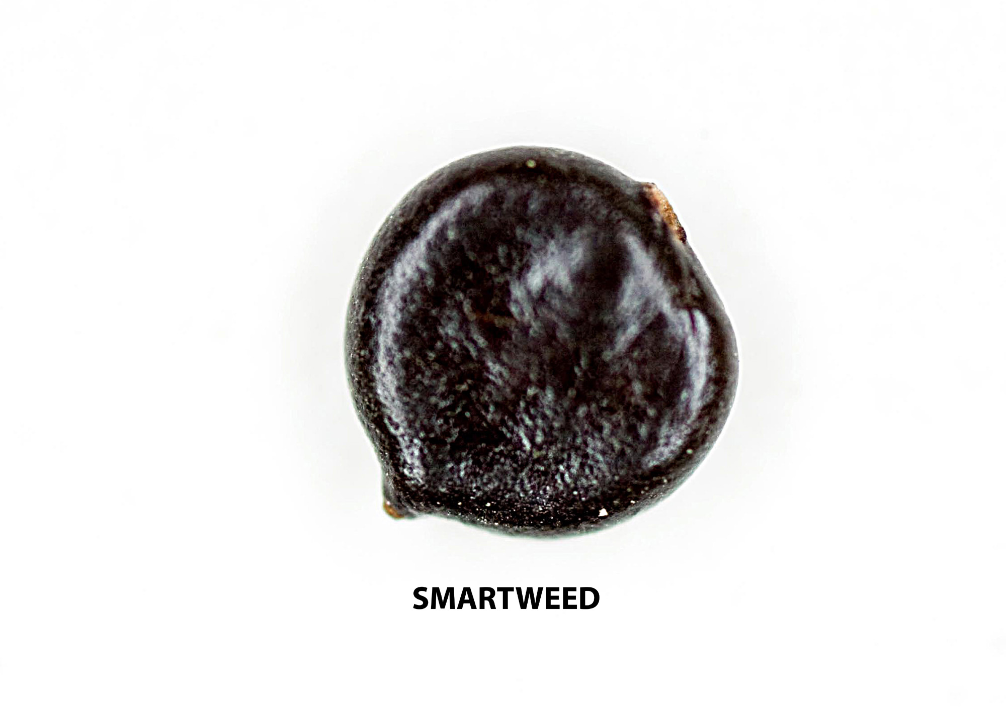 turnerseed: Pennsylvania Smartweed - Native