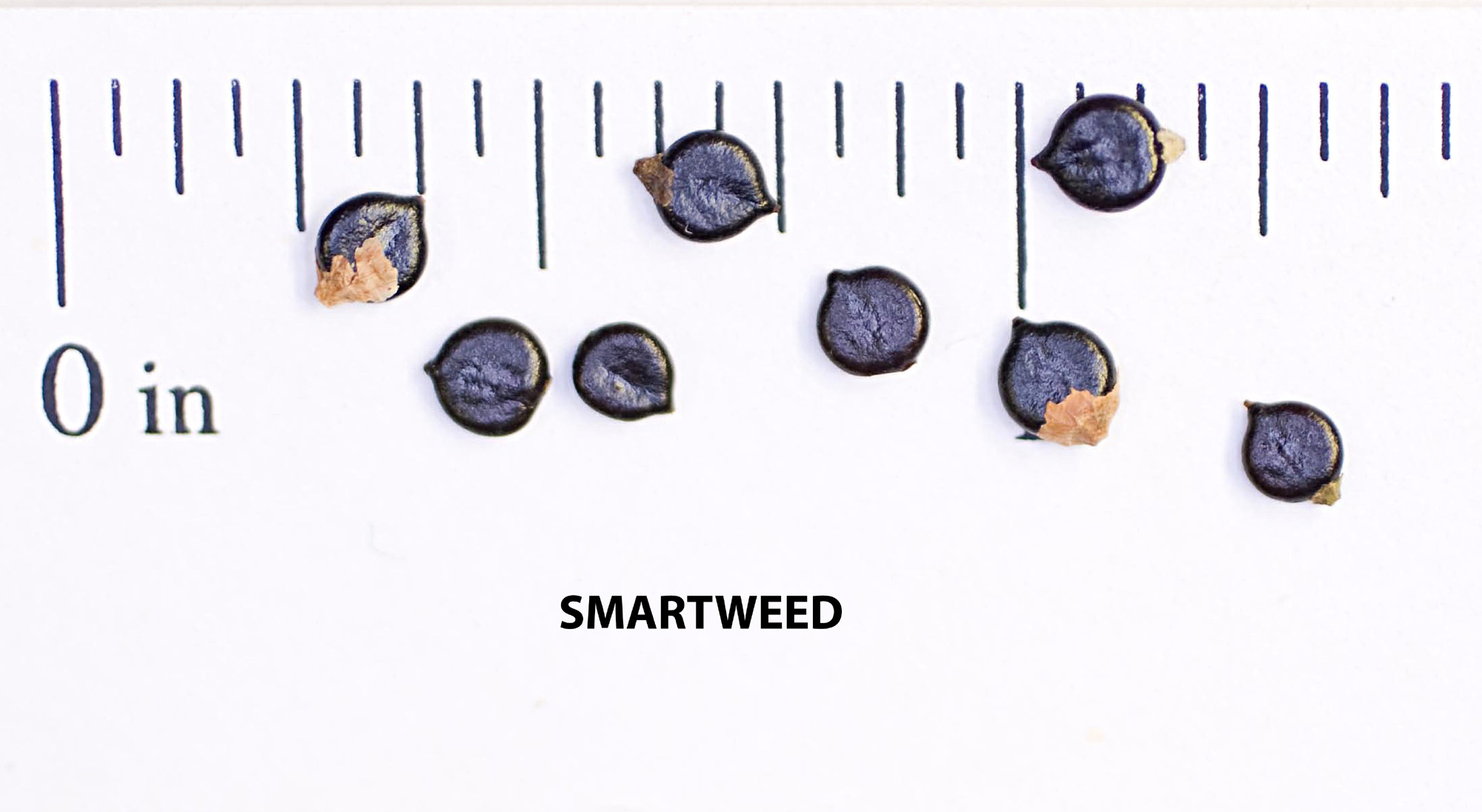 turnerseed: Pennsylvania Smartweed - Native